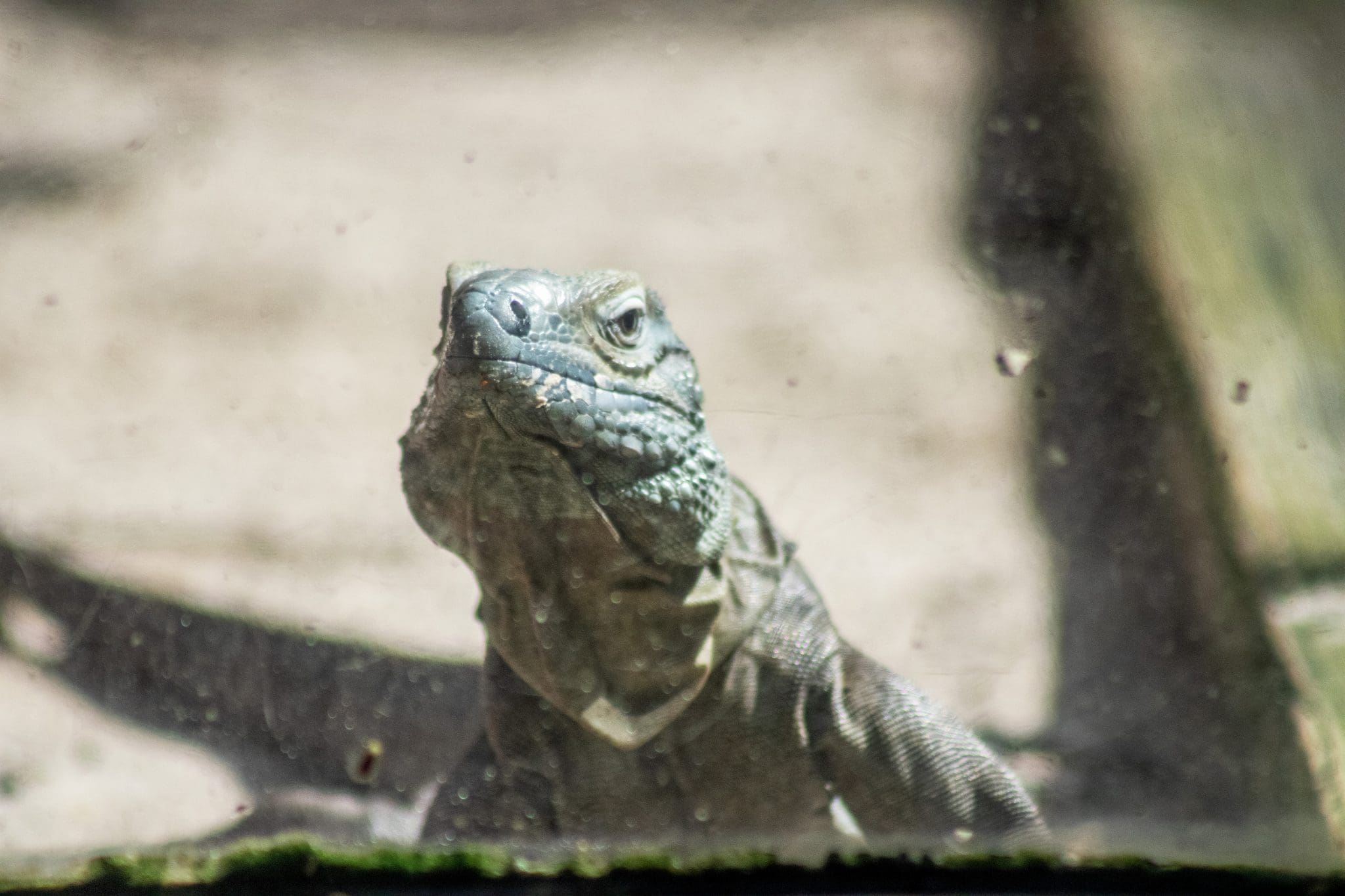 Pairing Up Our Grand Cayman Blue Iguanas - Brevard Zoo