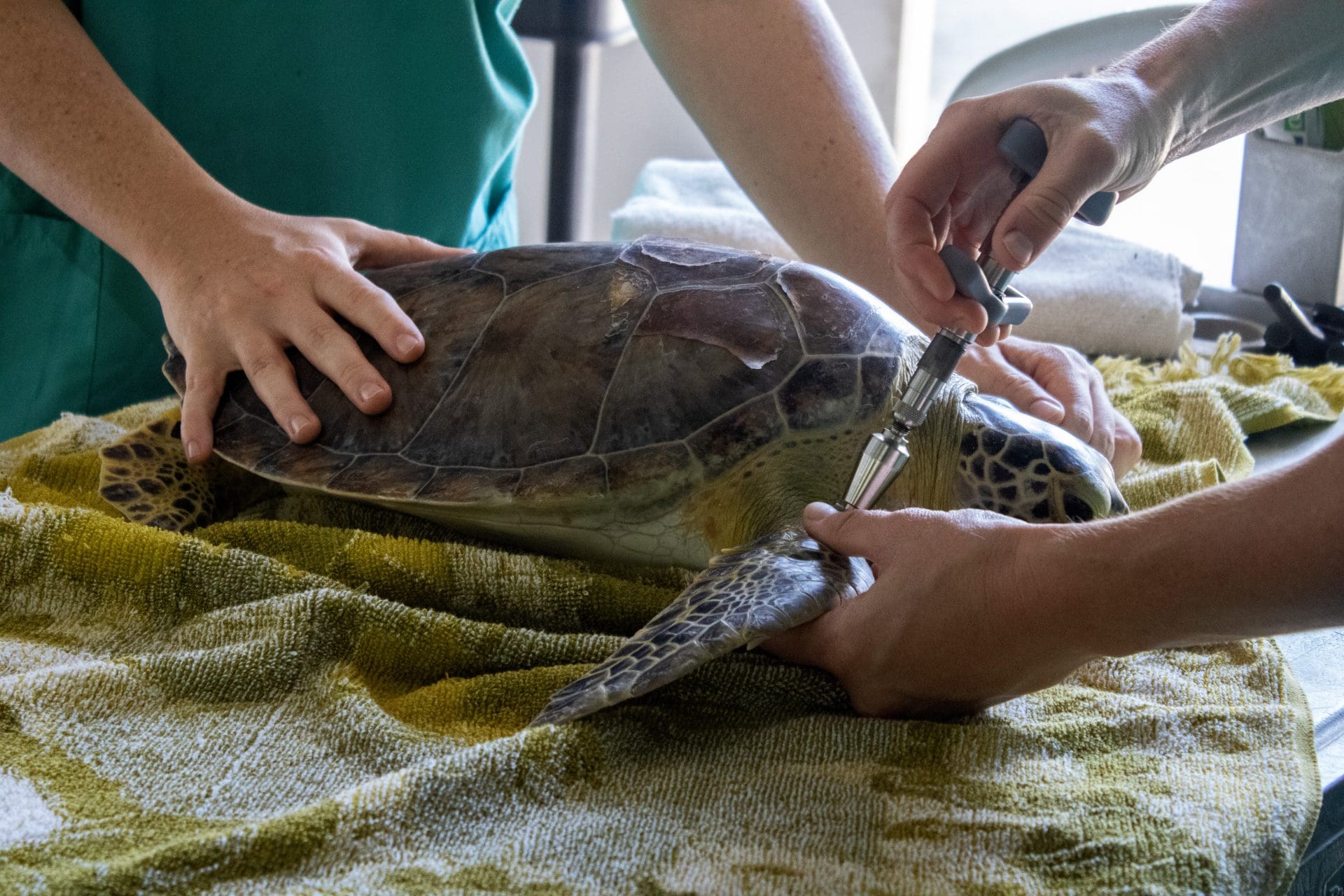 Offering Chiropractic Care to Our Sea Turtle Patients - Brevard Zoo