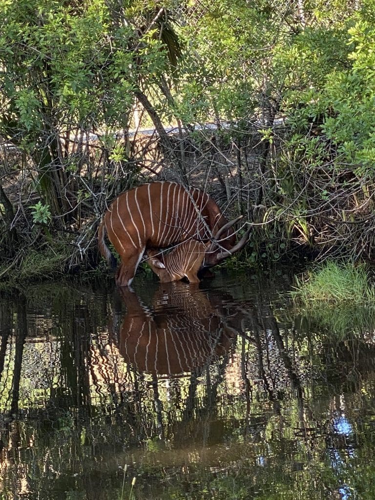 Welcoming a New Baby Eastern Bongo - Brevard Zoo