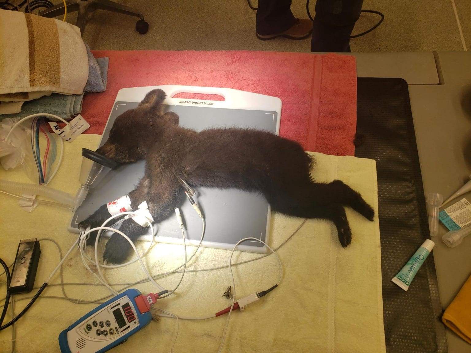 Caring for Florida Black Bear Cubs - Brevard Zoo