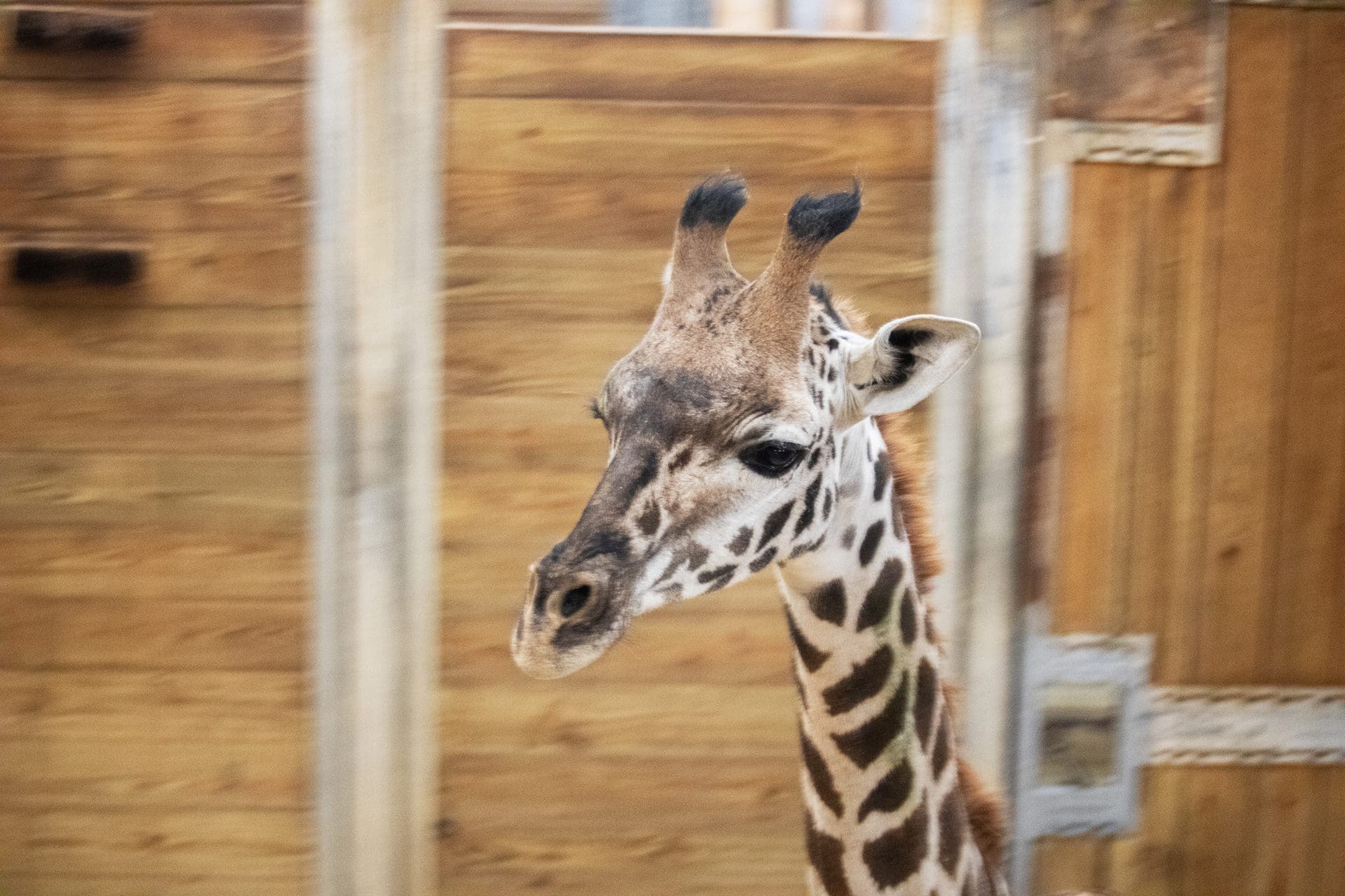 Welcoming a New Giraffe to the Tower - Brevard Zoo