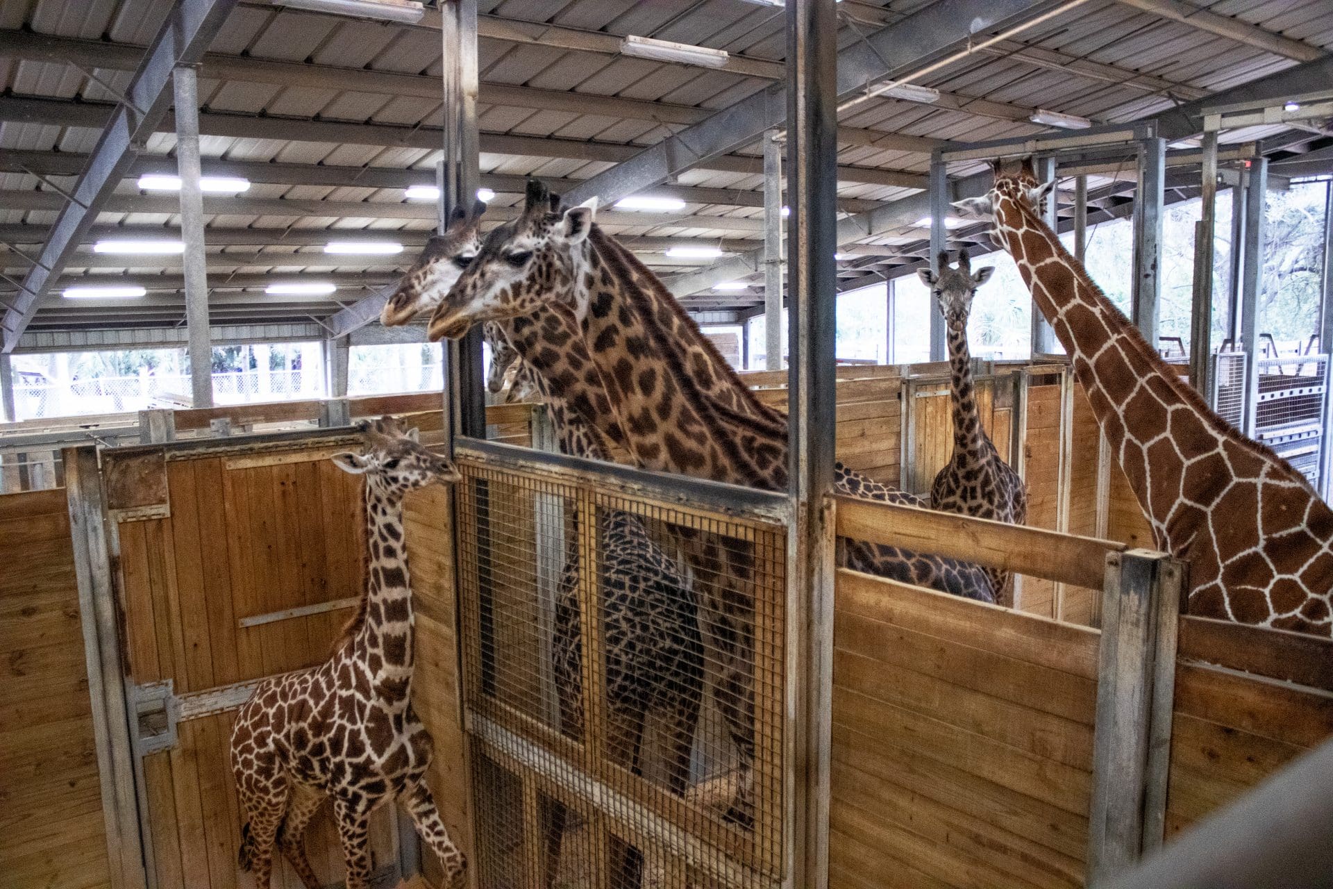 Welcoming a New Giraffe to the Tower - Brevard Zoo