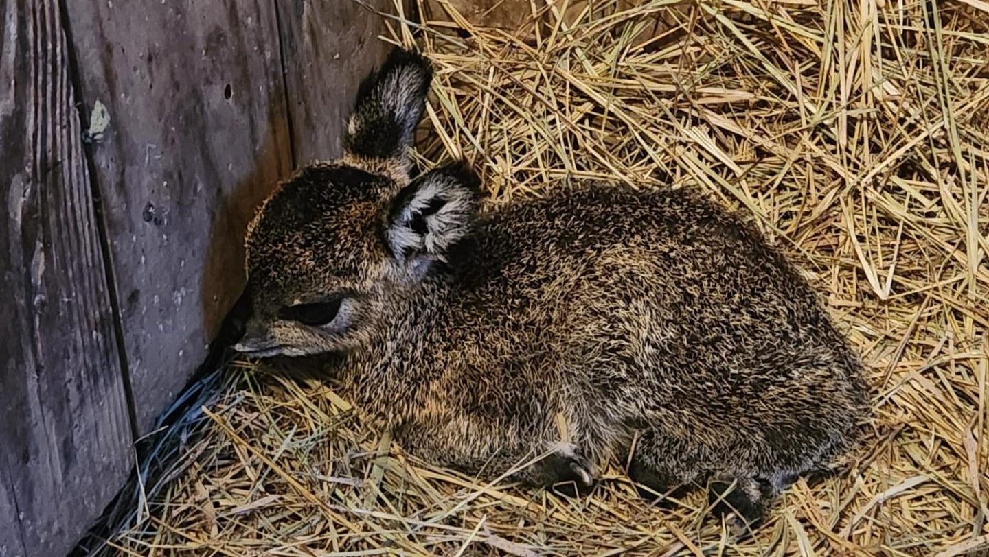 Welcoming a Baby Klipspringer - Brevard Zoo