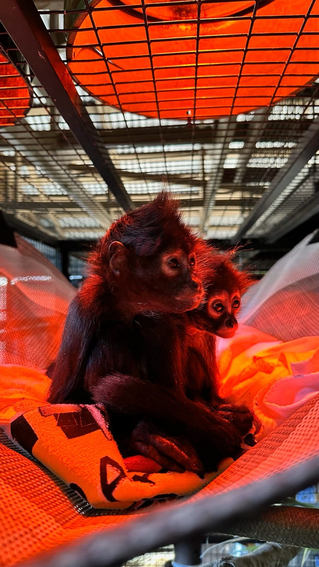 Rescuing Finn and Marceline the Spider Monkeys - Brevard Zoo