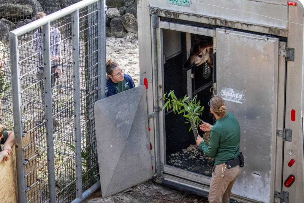 Welcoming a New Species to Our Zoo: Okapi! - Brevard Zoo