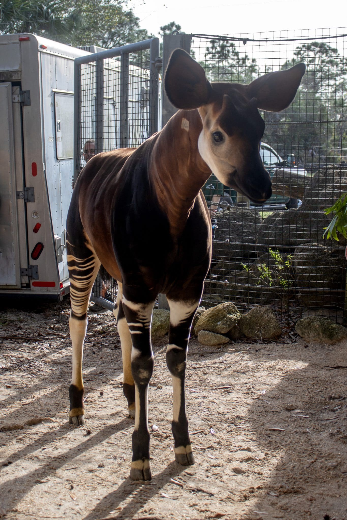 Welcoming a New Species to Our Zoo: Okapi! - Brevard Zoo