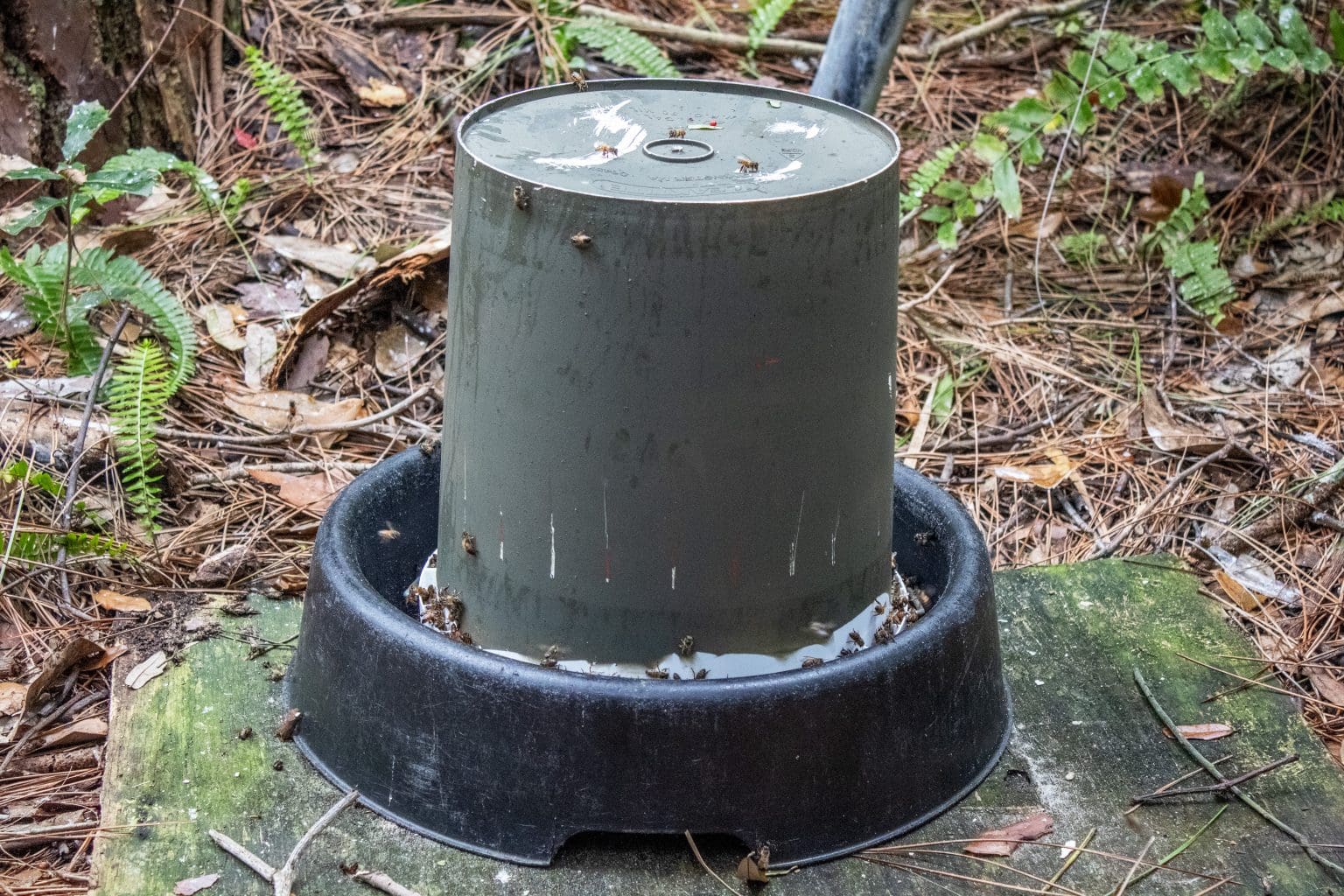 Living with Bees - Brevard Zoo