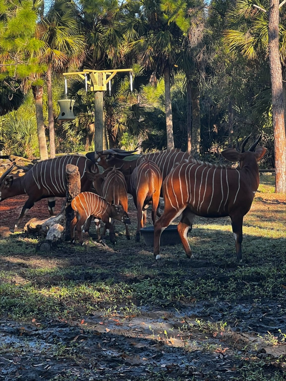 Welcoming a New Eastern Bongo Calf - Brevard Zoo