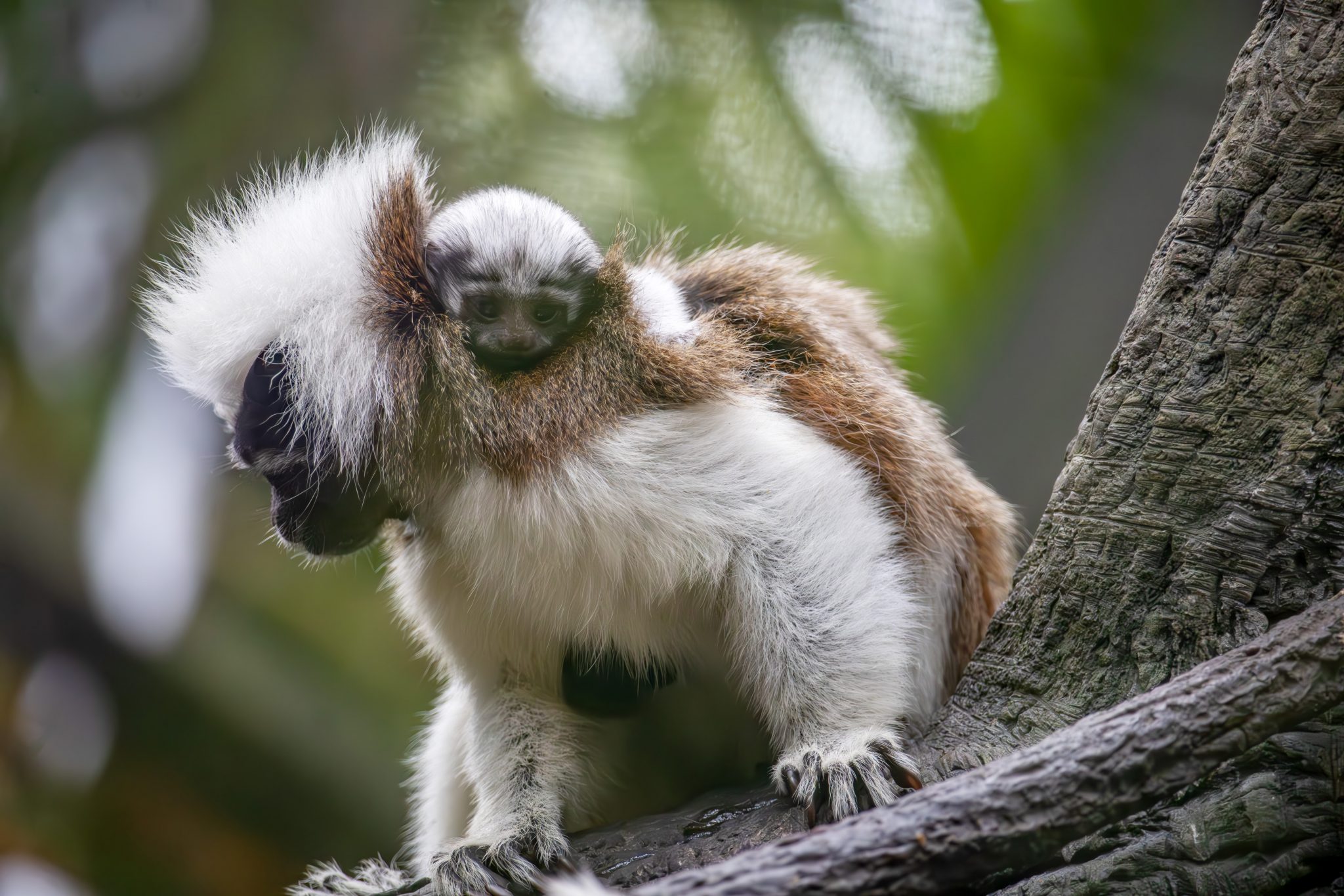 Where can I find that Zoo baby? - Brevard Zoo