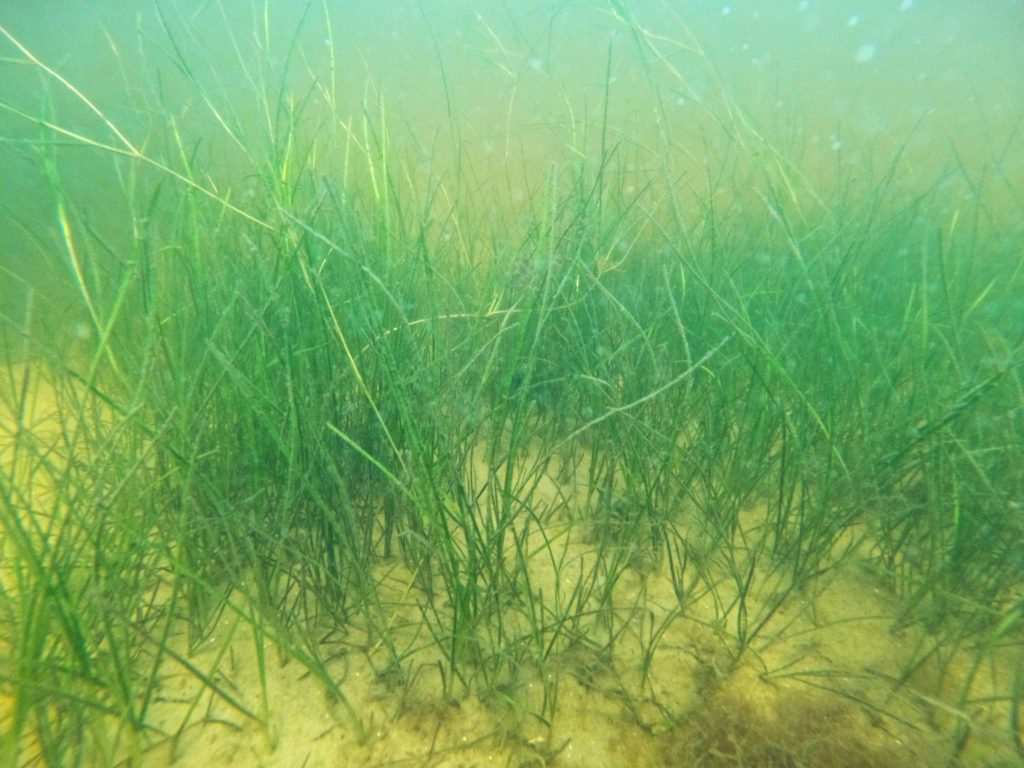 A Seagrass Update on World Seagrass Day - Brevard Zoo