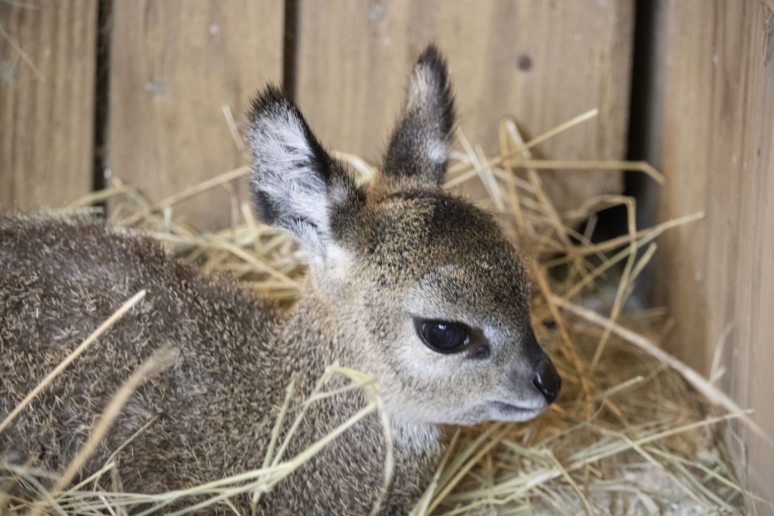 Where can I find that Zoo baby? - Brevard Zoo