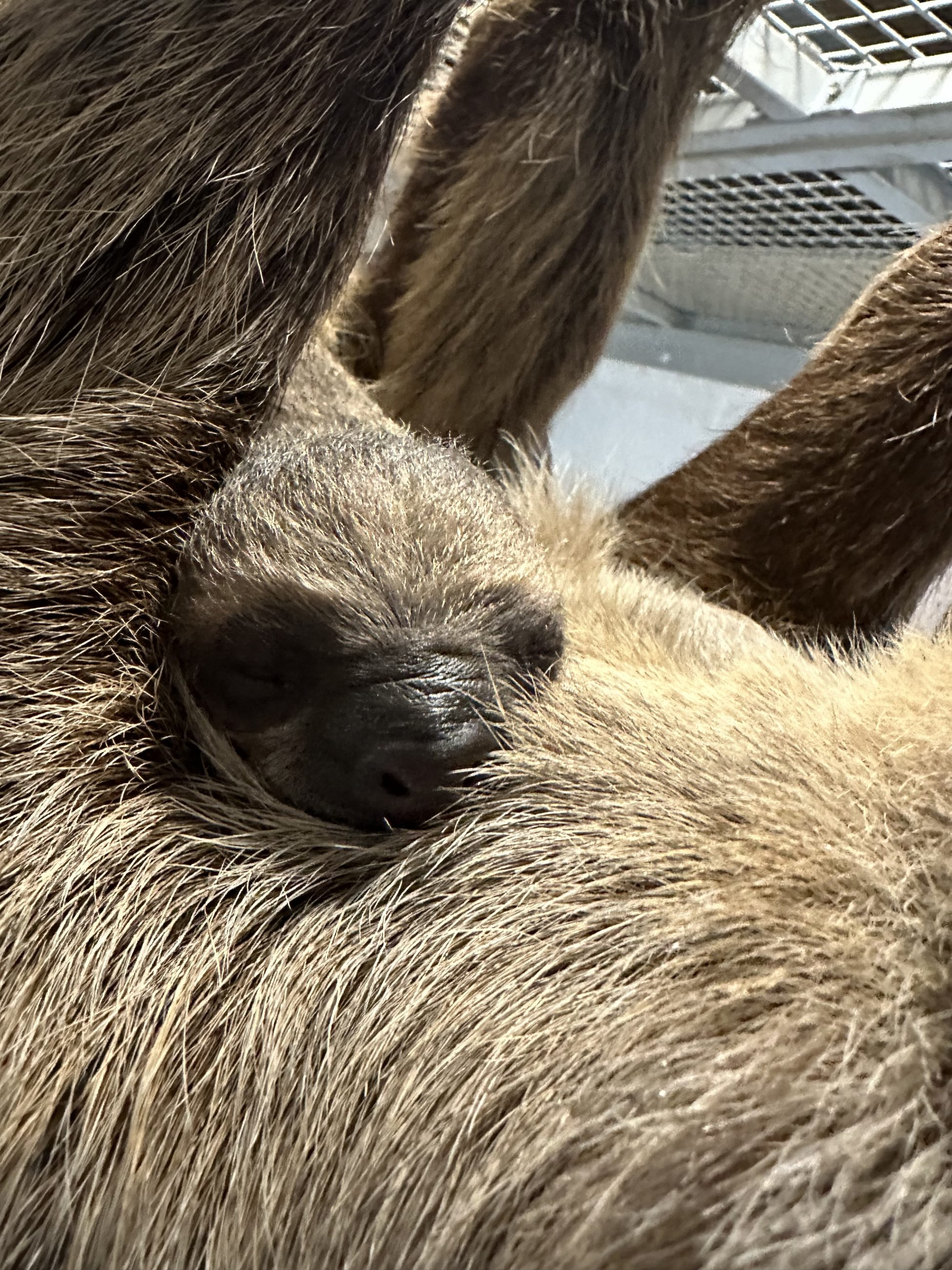 Introducing a New Sloth Baby - Brevard Zoo