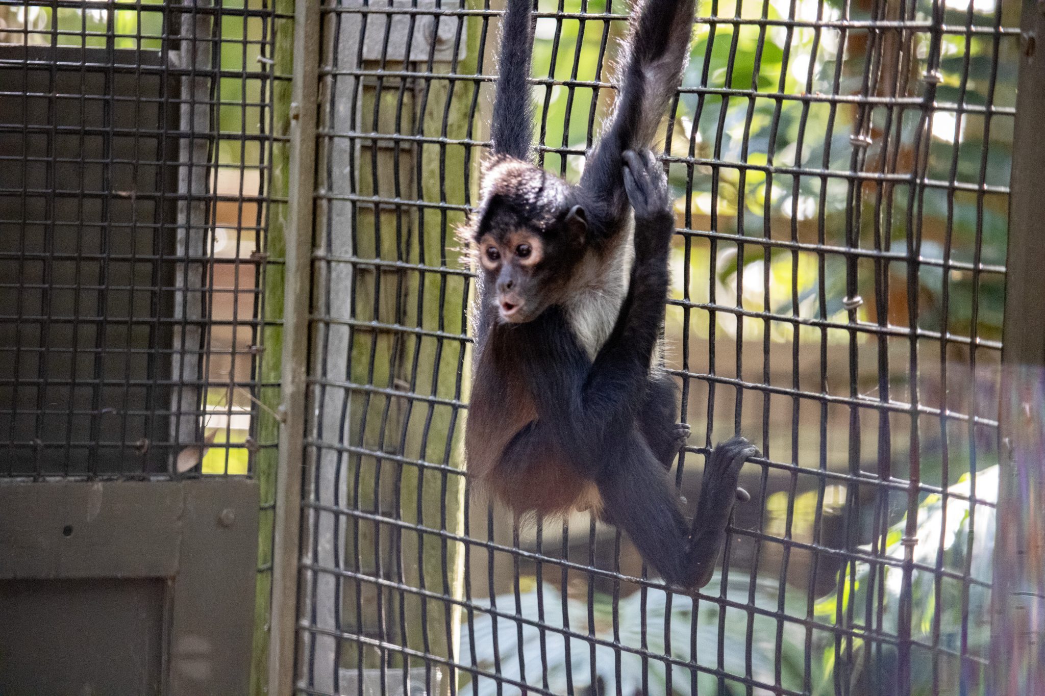 What We've Learned from Confiscated Spider Monkey Introductions ...