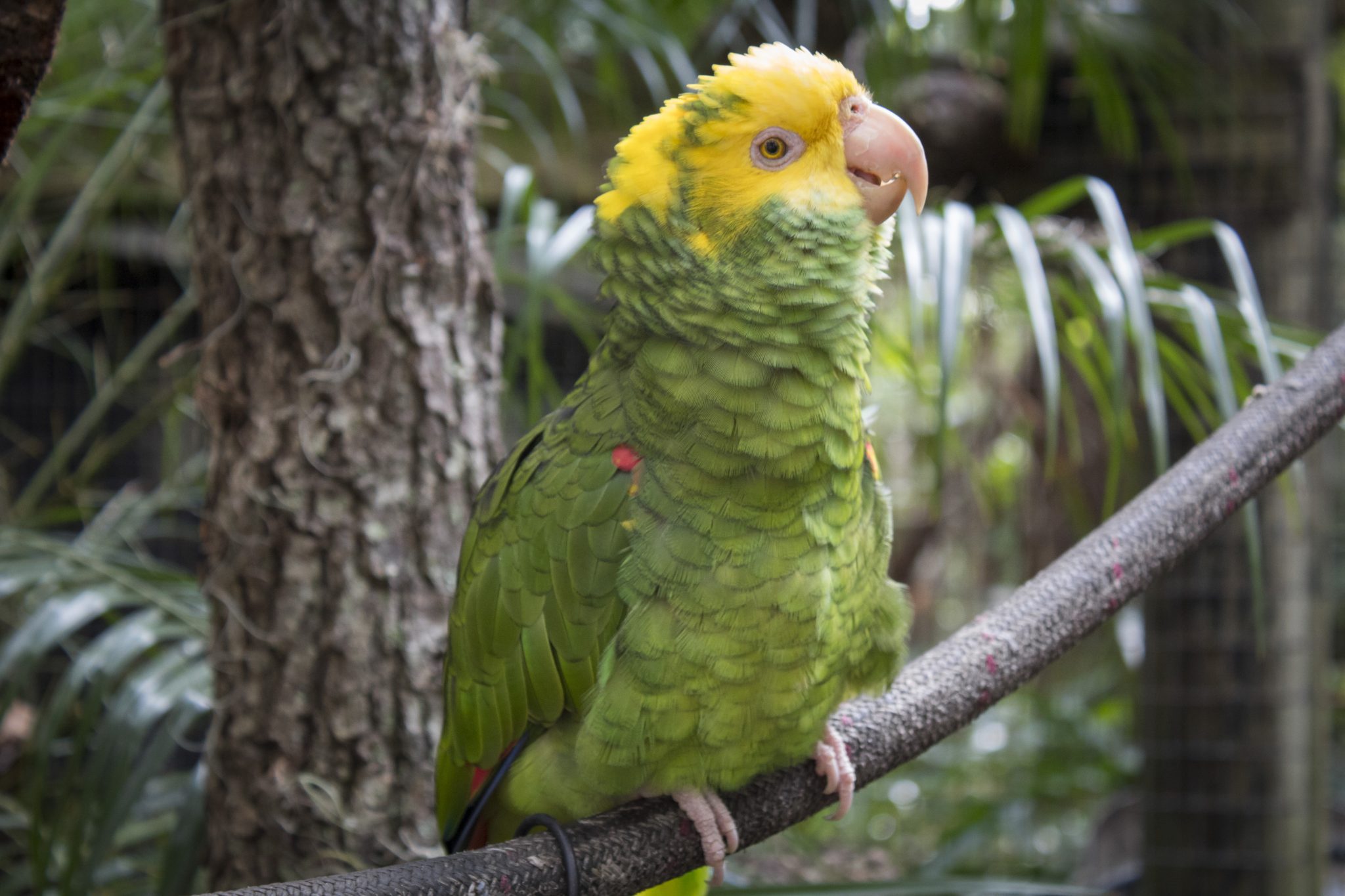Meet the Animals: Kirby and Zippy - Brevard Zoo