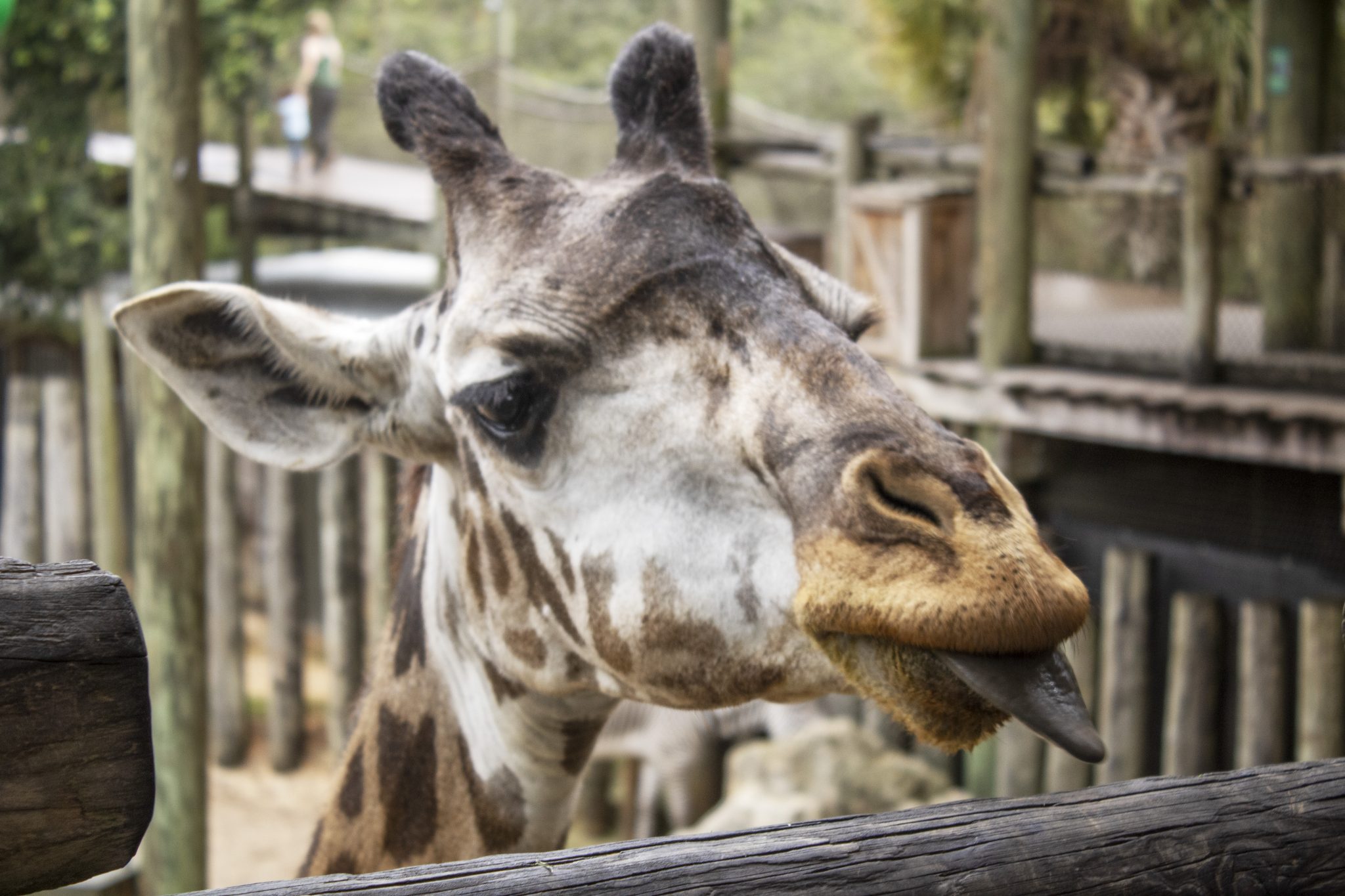 Caring for our Aging Giraffes - Brevard Zoo