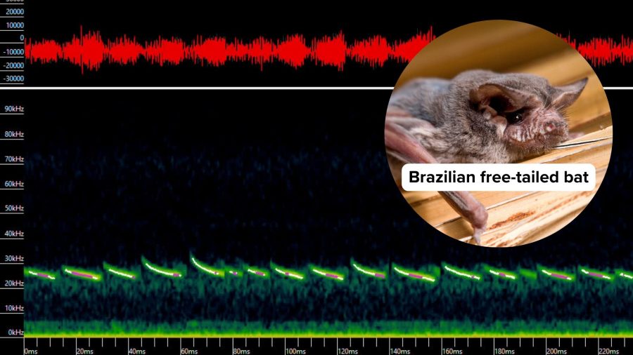 Listening In On Bats - Brevard Zoo