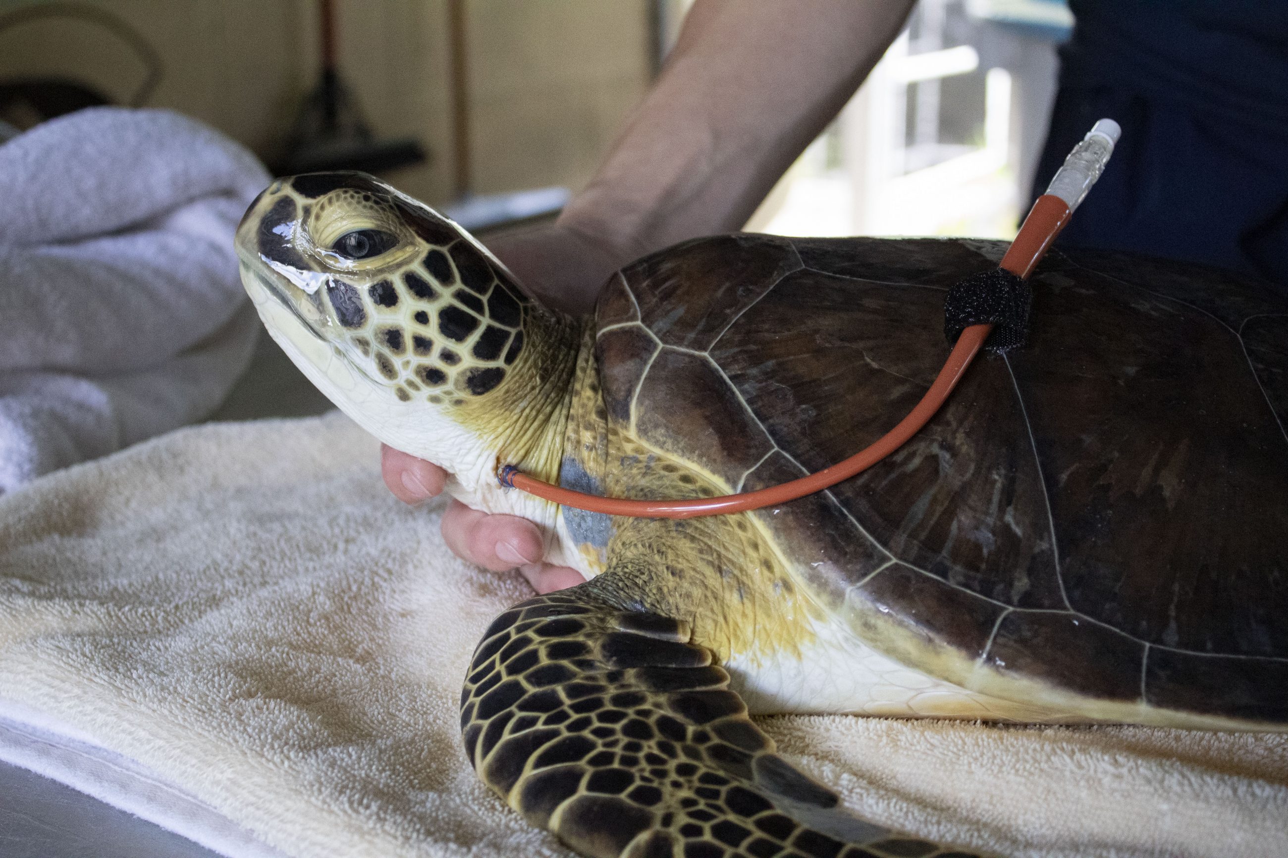Meet the Patient: Julienne Fry the Green Sea Turtle - Brevard Zoo