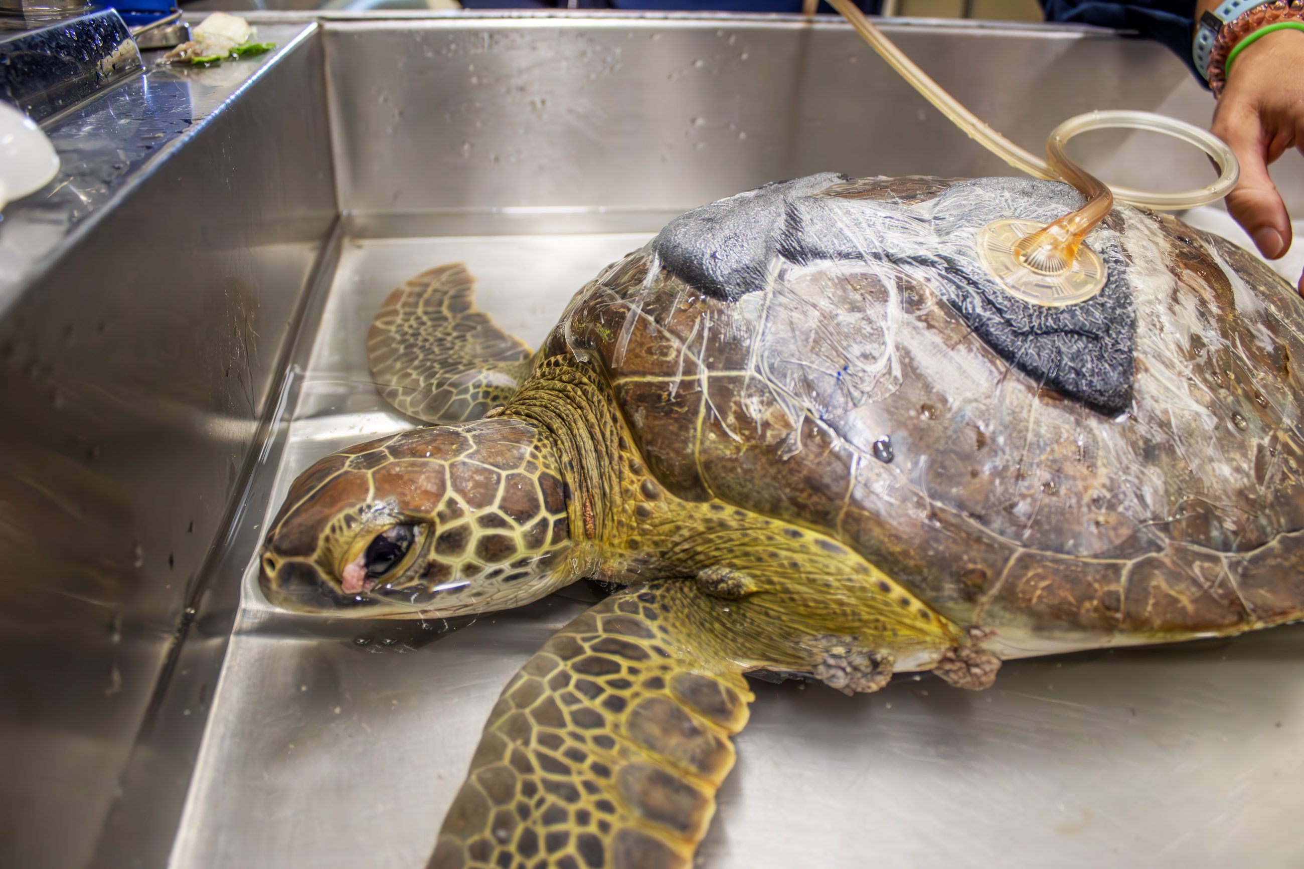 Nurturing Bones Back to Health - Brevard Zoo