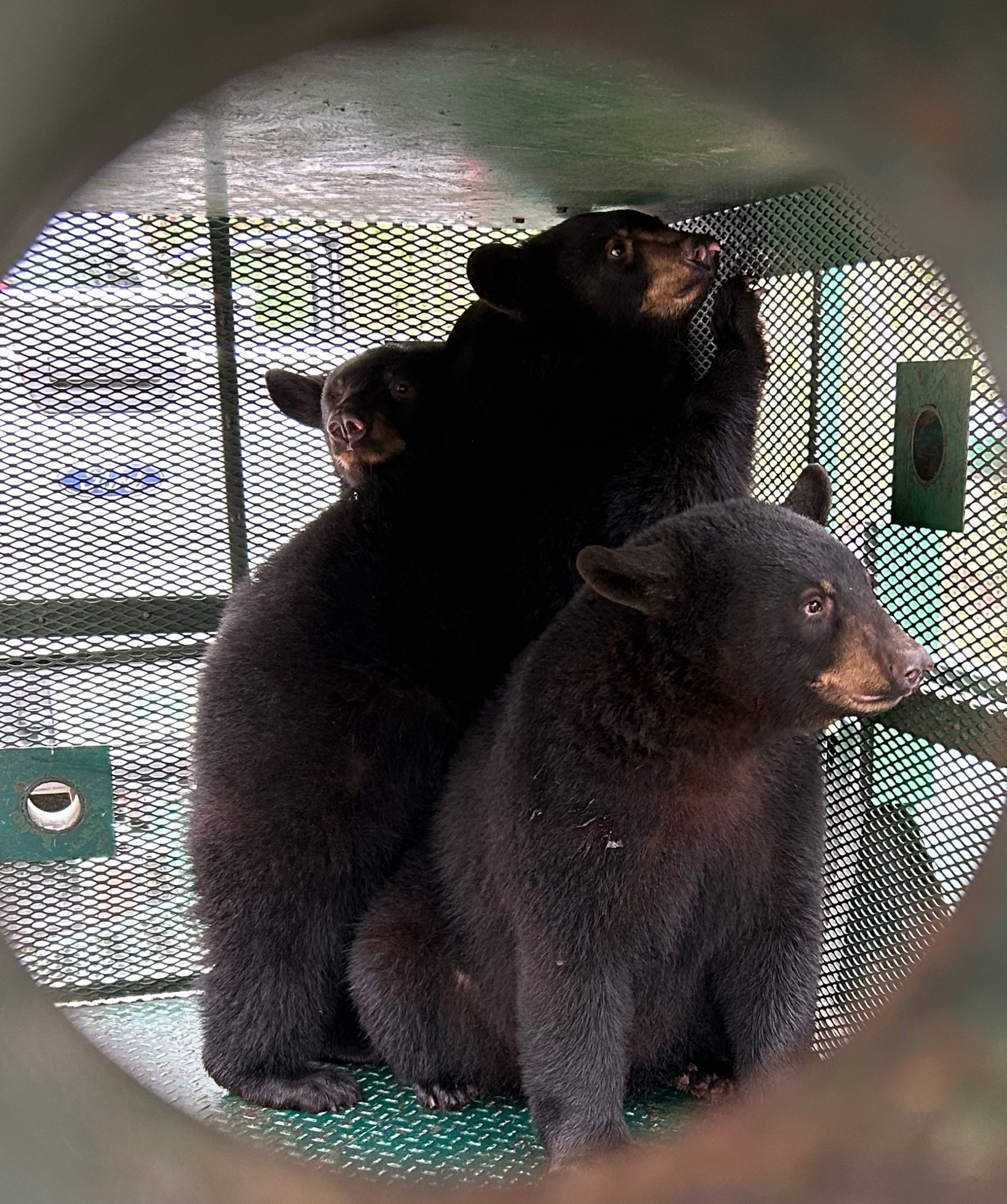 Five Rehabilitated Florida Black Bear Cubs Head Home - Brevard Zoo