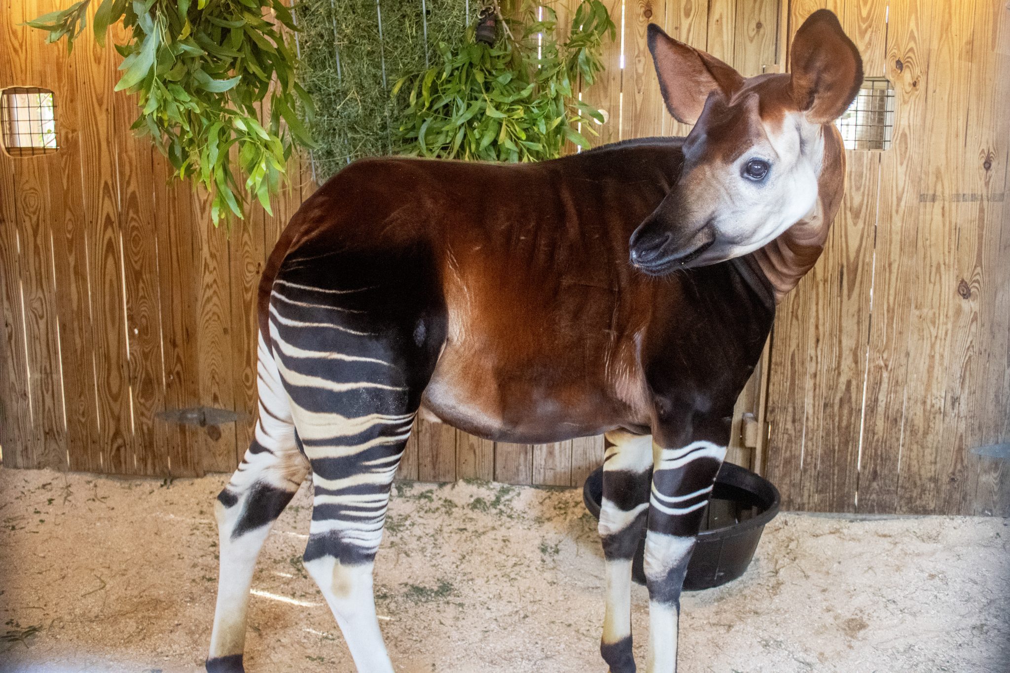 The Importance of AZA’s Species Survival Plan - Brevard Zoo