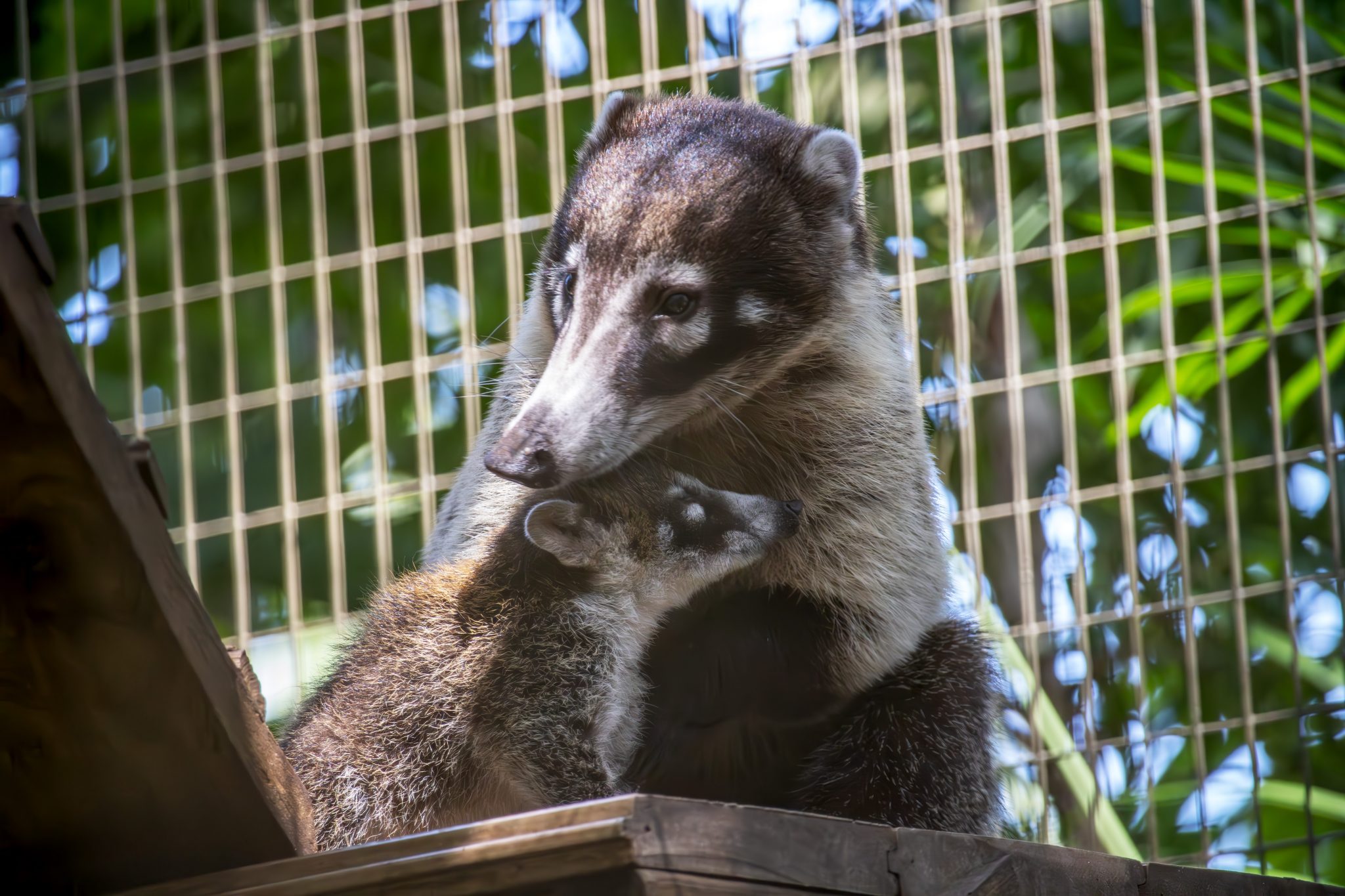 The Importance of AZA’s Species Survival Plan - Brevard Zoo
