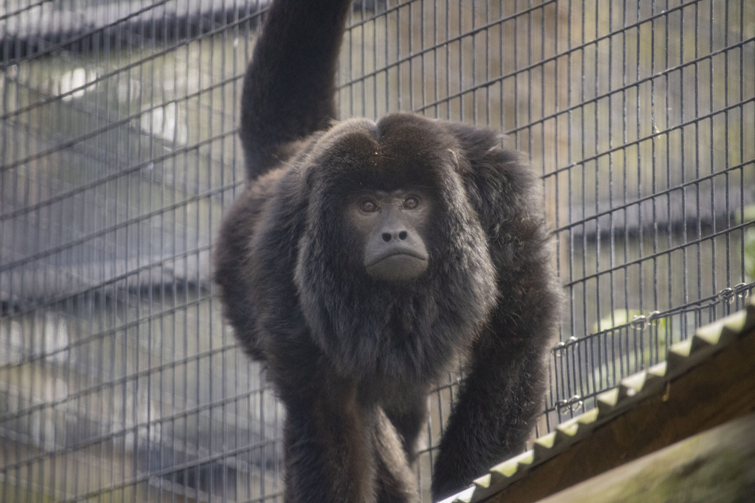 Introducing Reggie the Black Howler Monkey - Brevard Zoo