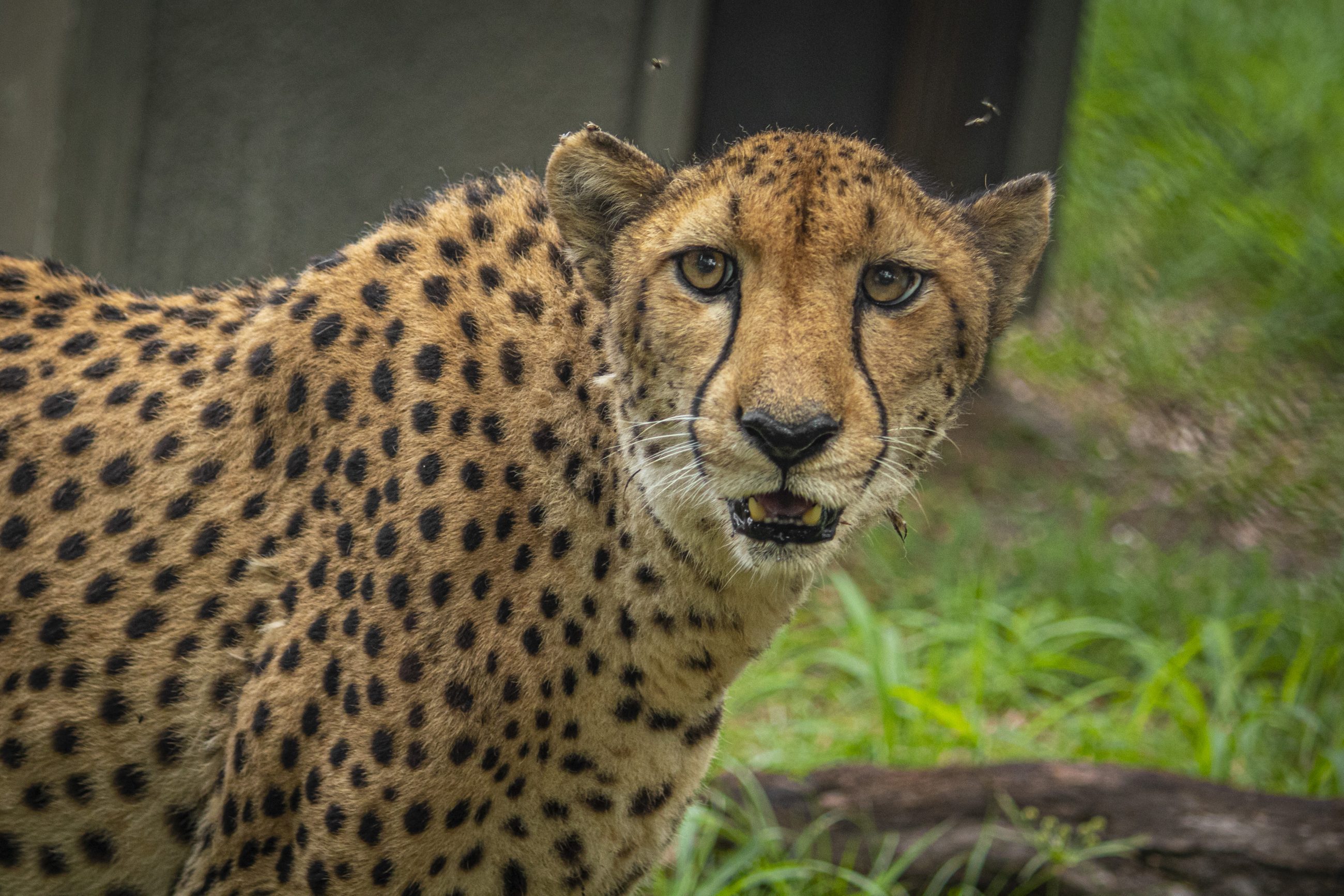Remembering Pepper the Cheetah - Brevard Zoo