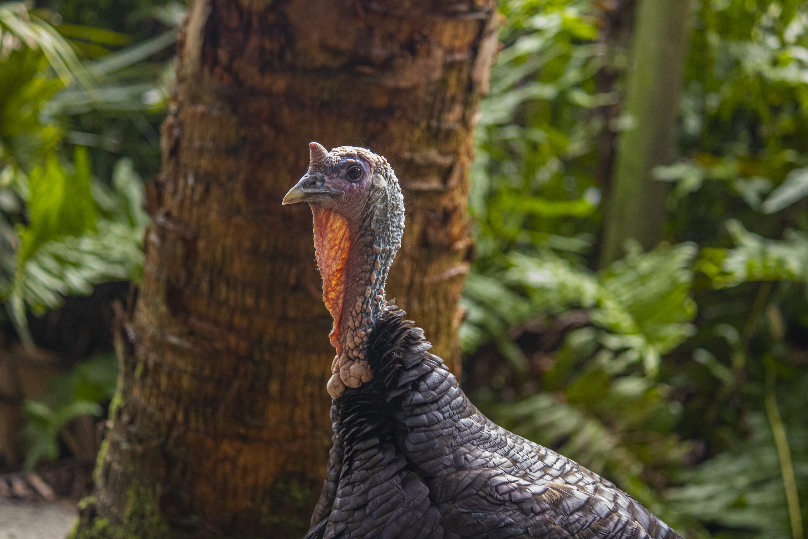 Meet the Animals: Turkey Flock - Brevard Zoo