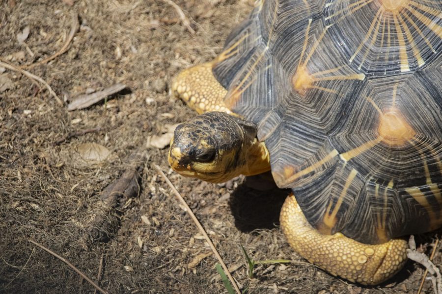 Introducing New Radiated Tortoises - Brevard Zoo