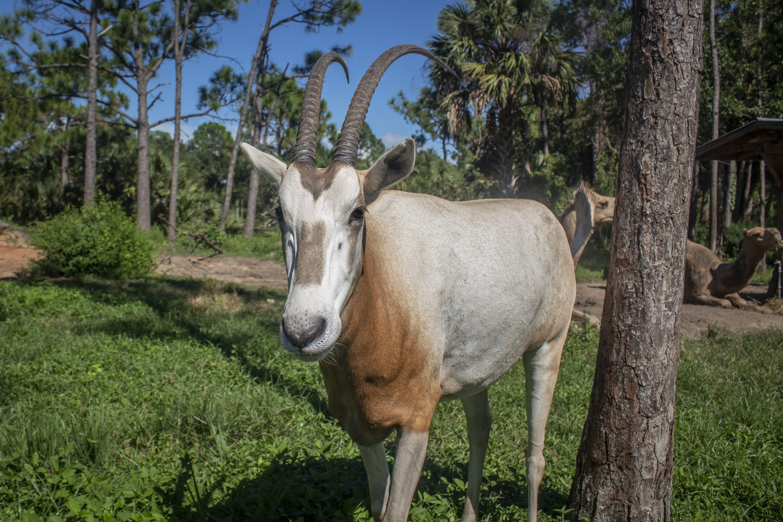 Meet the Animals: Scimitar-Horned Oryx - Brevard Zoo