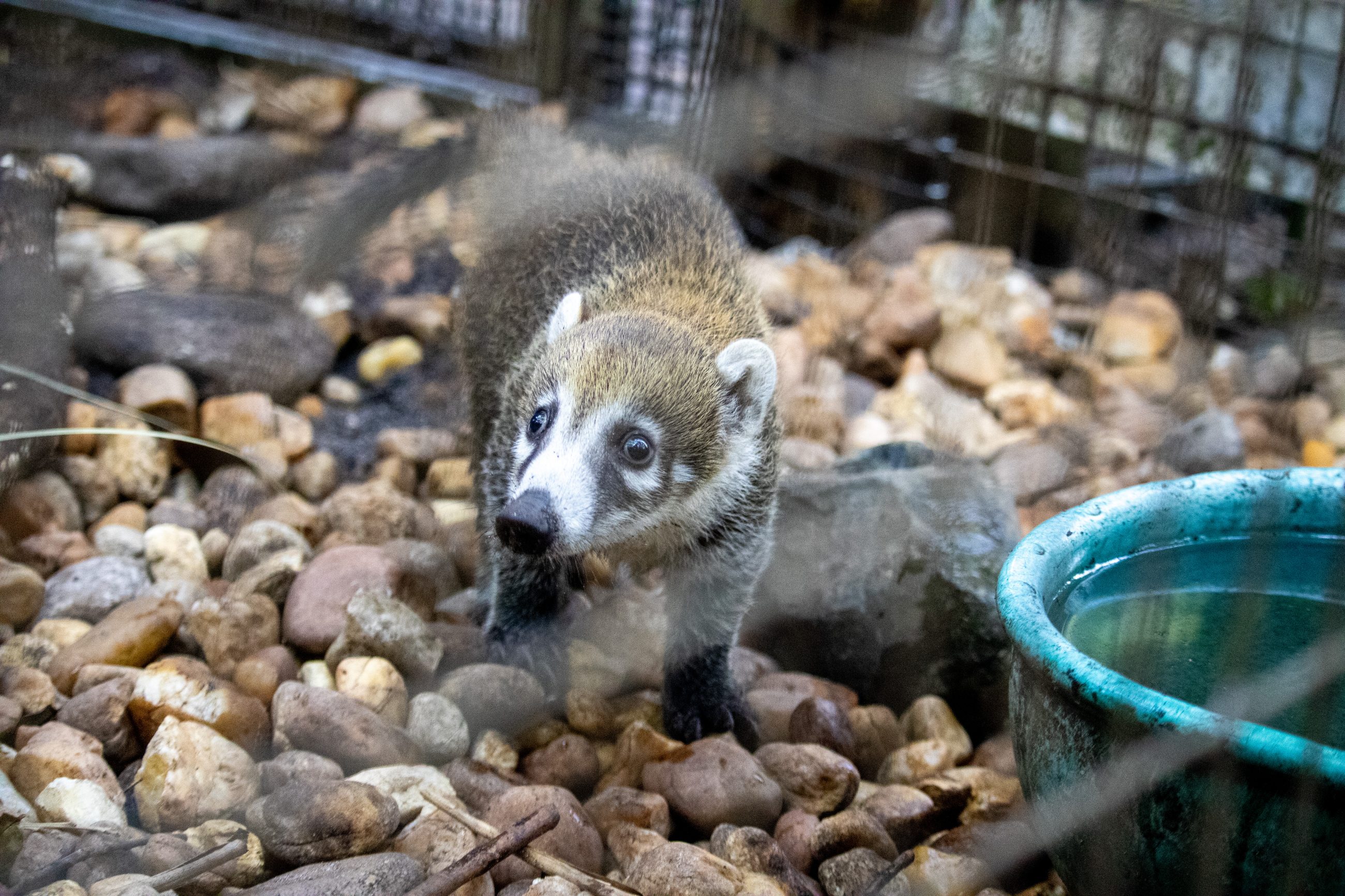 White-Nosed Coati Kits Join the Band! - Brevard Zoo