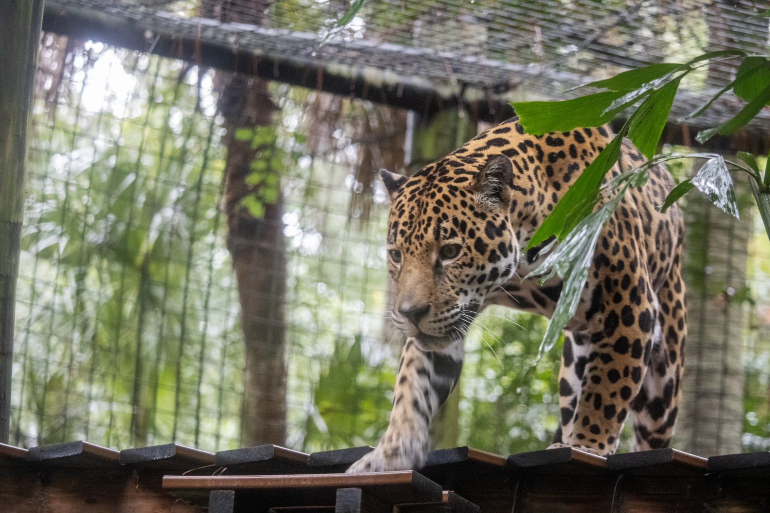 Welcoming Khan the Jaguar - Brevard Zoo