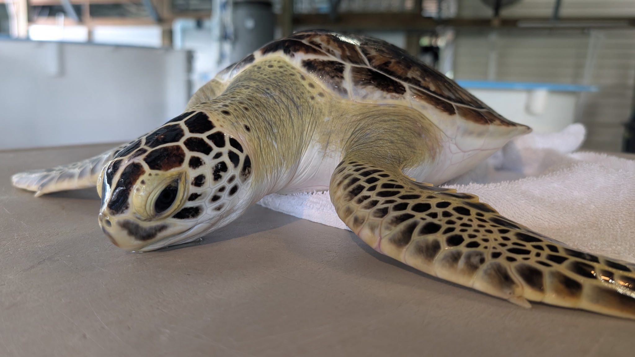 Bugs the Sea Turtle is Heading Home - Brevard Zoo