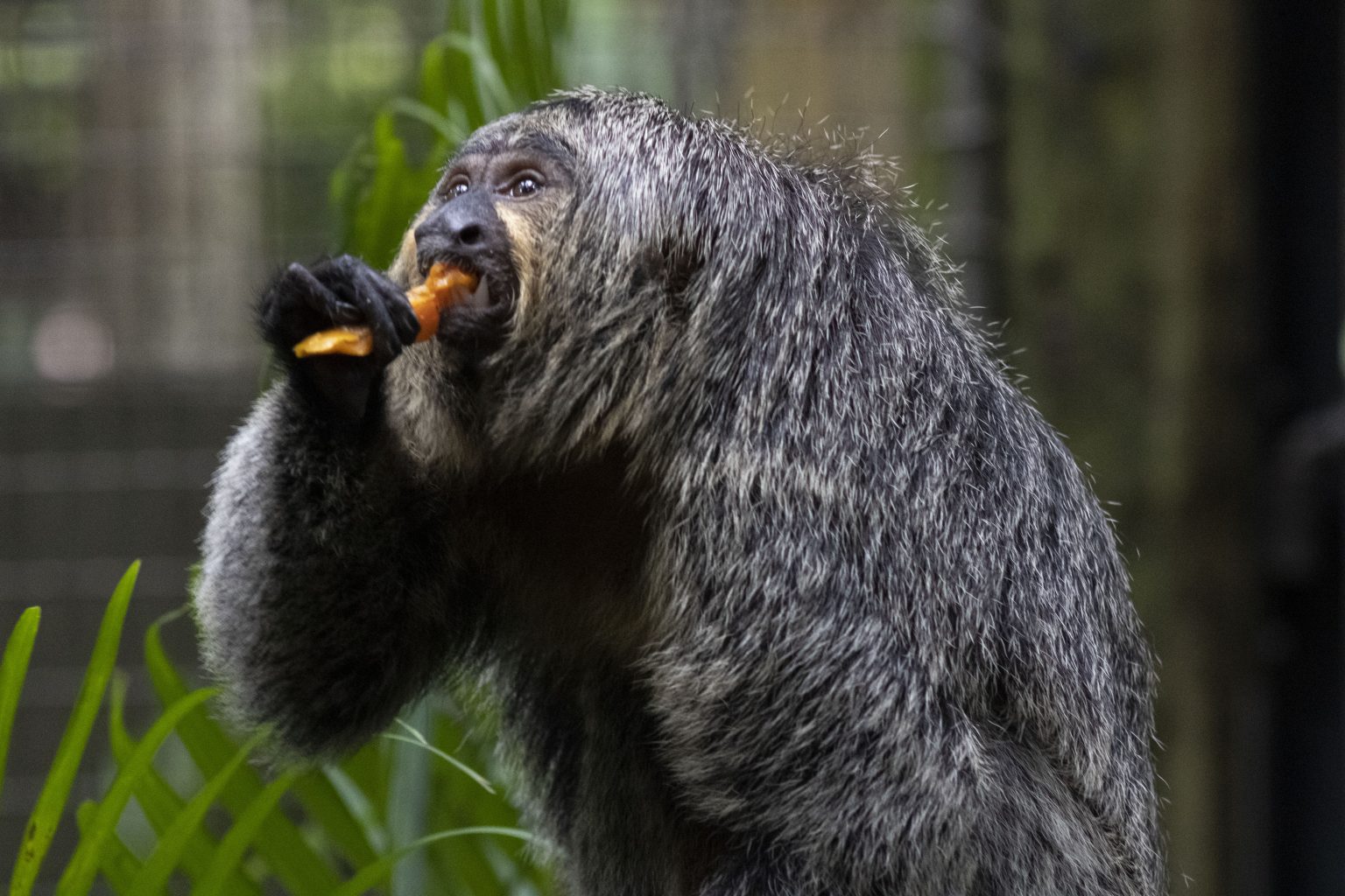 Meet the Animals: White-Faced Saki Monkeys - Brevard Zoo
