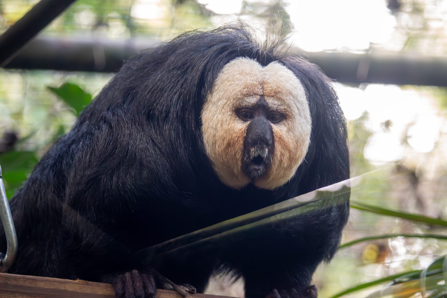 Meet the Animals: White-Faced Saki Monkeys - Brevard Zoo
