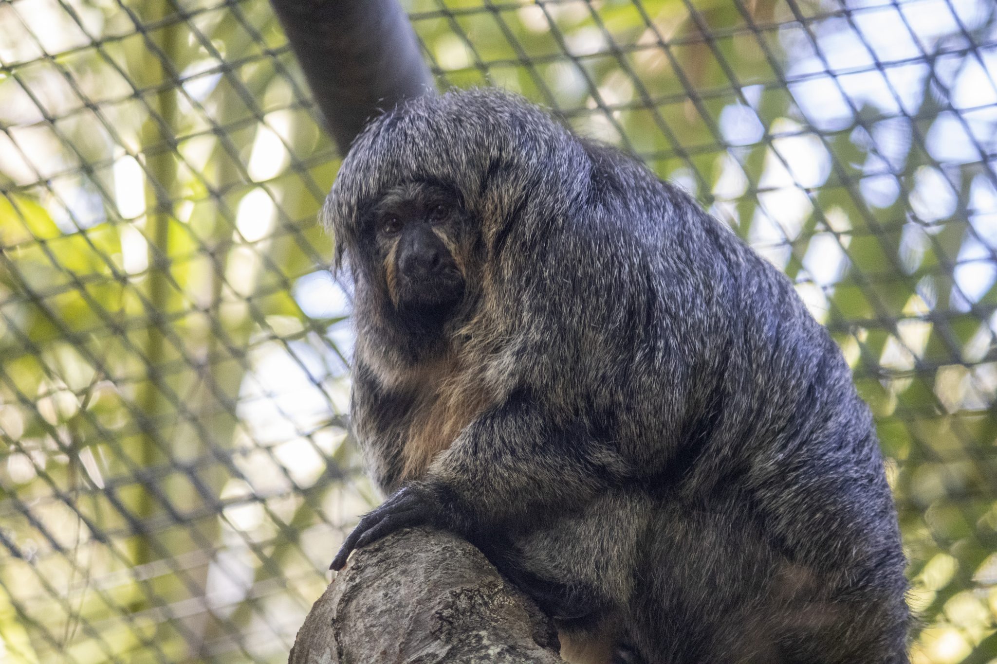 Meet the Animals: White-Faced Saki Monkeys - Brevard Zoo