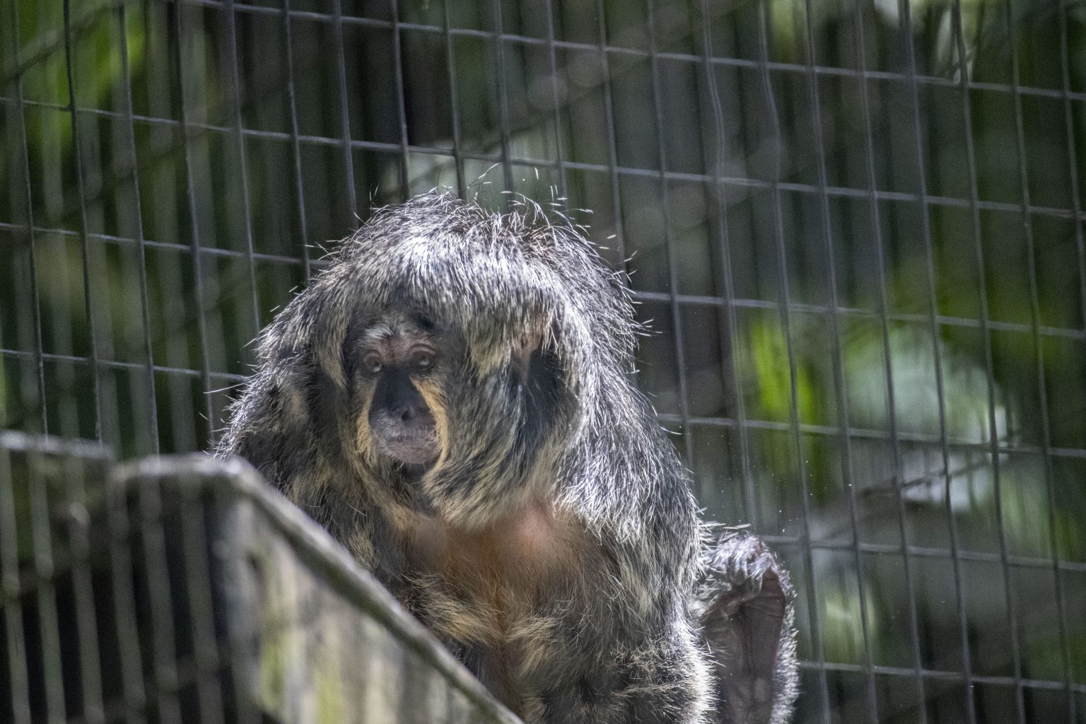 Meet the Animals: White-Faced Saki Monkeys - Brevard Zoo