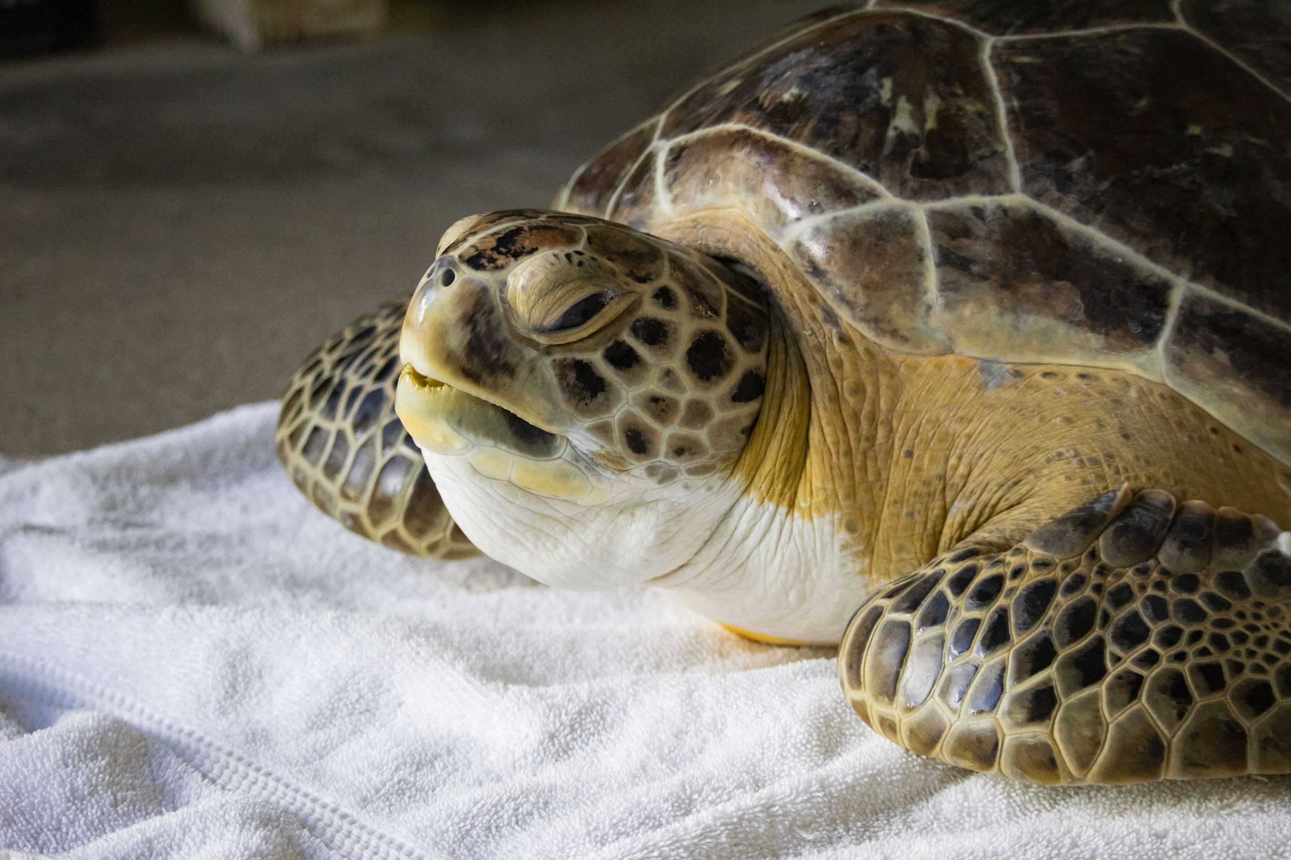 Caring for Mango the Sea Turtle - Brevard Zoo