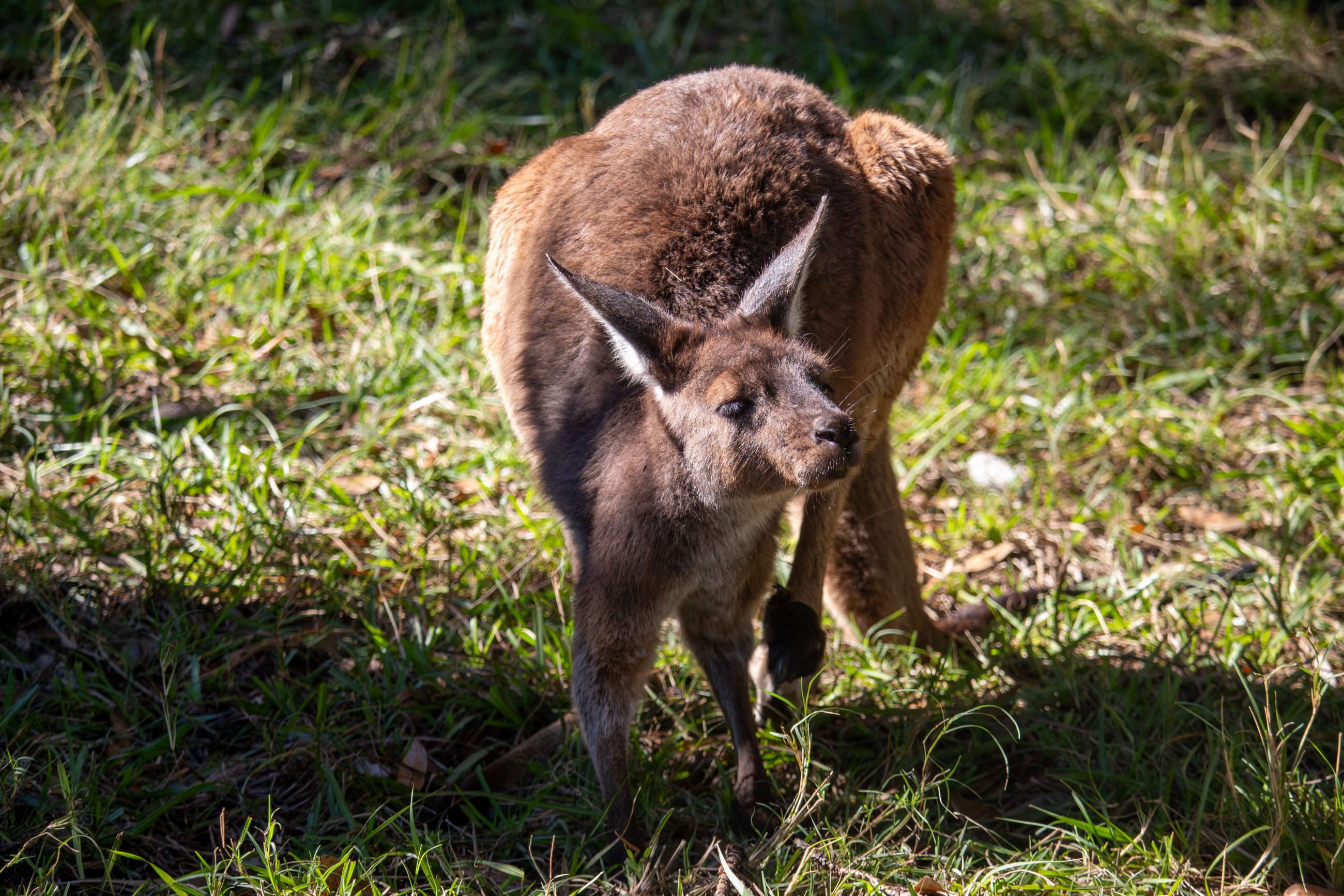 Say Hello to our New Kangaroos! - Brevard Zoo