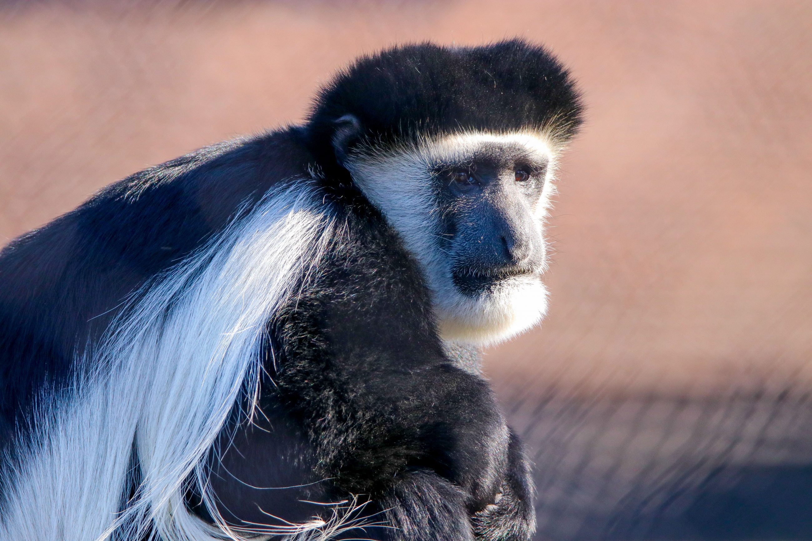Welcoming a New Primate Species to Our Zoo! - Brevard Zoo
