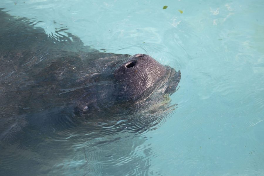 Welcome, Manatees Tugboat and Andme! - Brevard Zoo