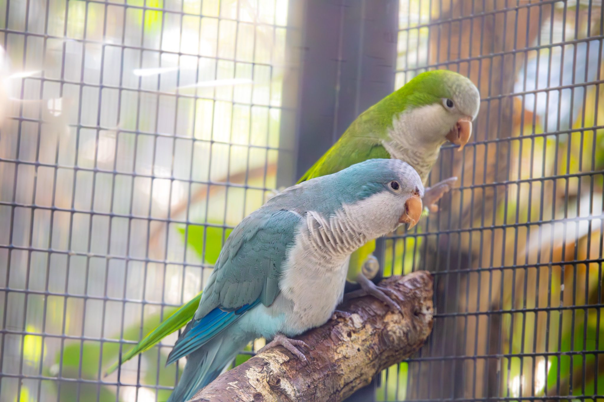 Welcoming Six New Parakeets - Brevard Zoo