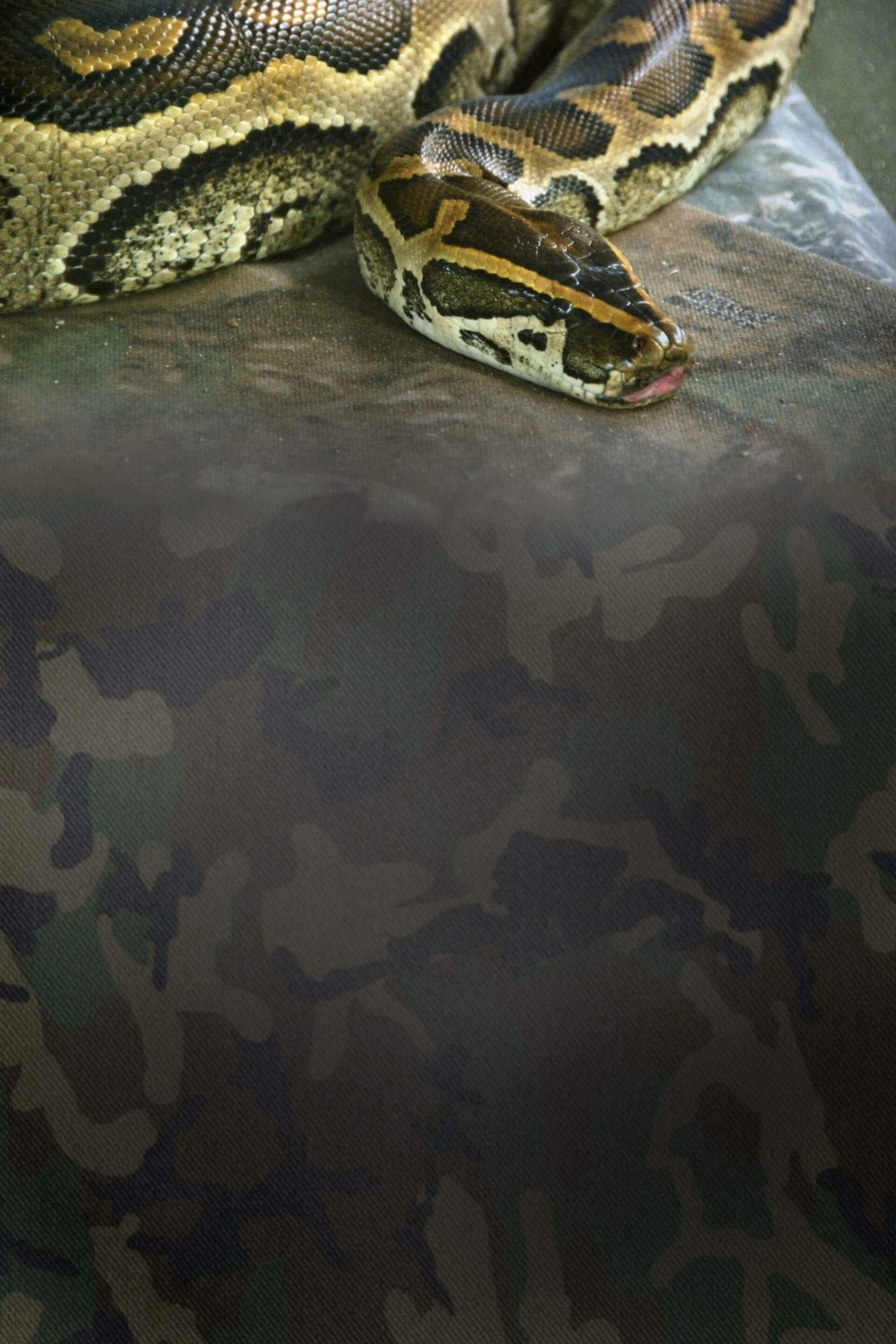 African Rock Python African Rock Python