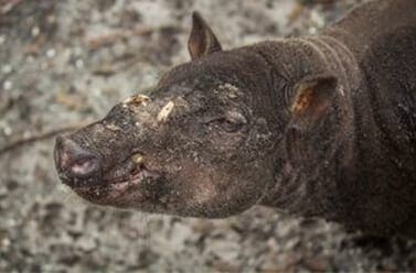 NEW Australia & Beyond Exhibit | Brevard Zoo