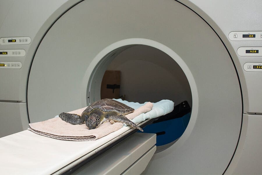 Our Sea Turtles Get CT Scans Just like Humans - Brevard Zoo Blog