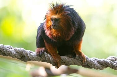 Two Headed Lion File:Complete Guide To Heraldry Fig291.png Wikimedia