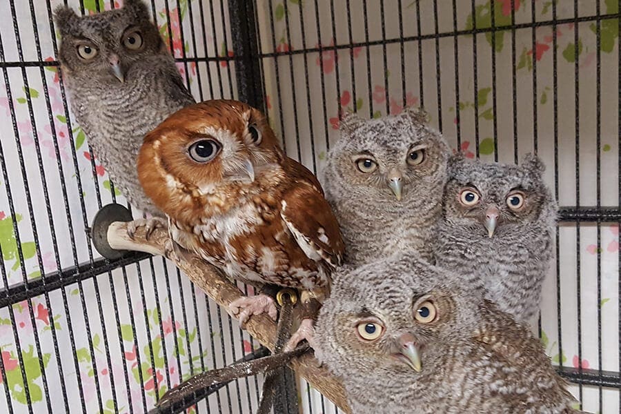 "Meet" Our Summer 2017 Quarters for Conservation Projects | Brevard Zoo ...