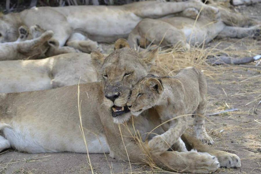 “Meet” Our Summer 2018 Quarters for Conservation Projects | Brevard Zoo ...