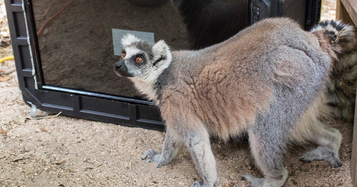 Unlocking the Secrets of Lemur Cognition | Brevard Zoo Blog