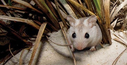 Conservation | Brevard Zoo